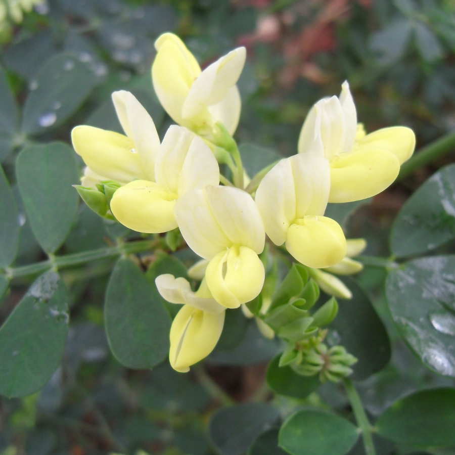 Choosing Winter Flowering Plants For Year Round Interest - Tropical ...