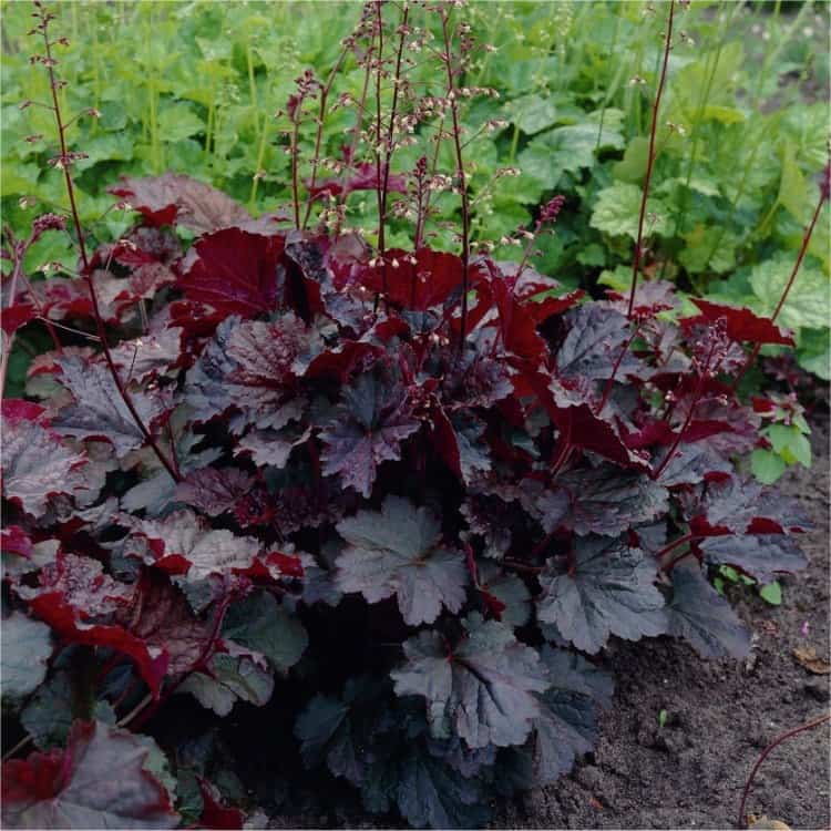 What is Underplanting? (You need to do this now!) - Tropical Plant Guy