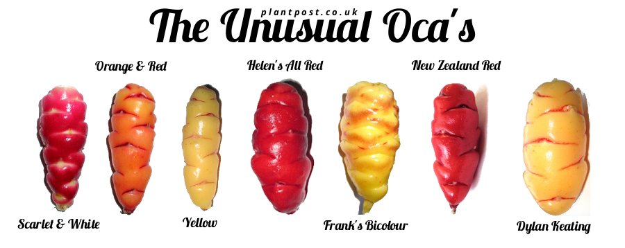 Oca (Oxalis tuberosa) - the other unusual potato! - Tropical Plant Guy